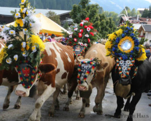 Cow Festivals in the Alps - Petite Haus